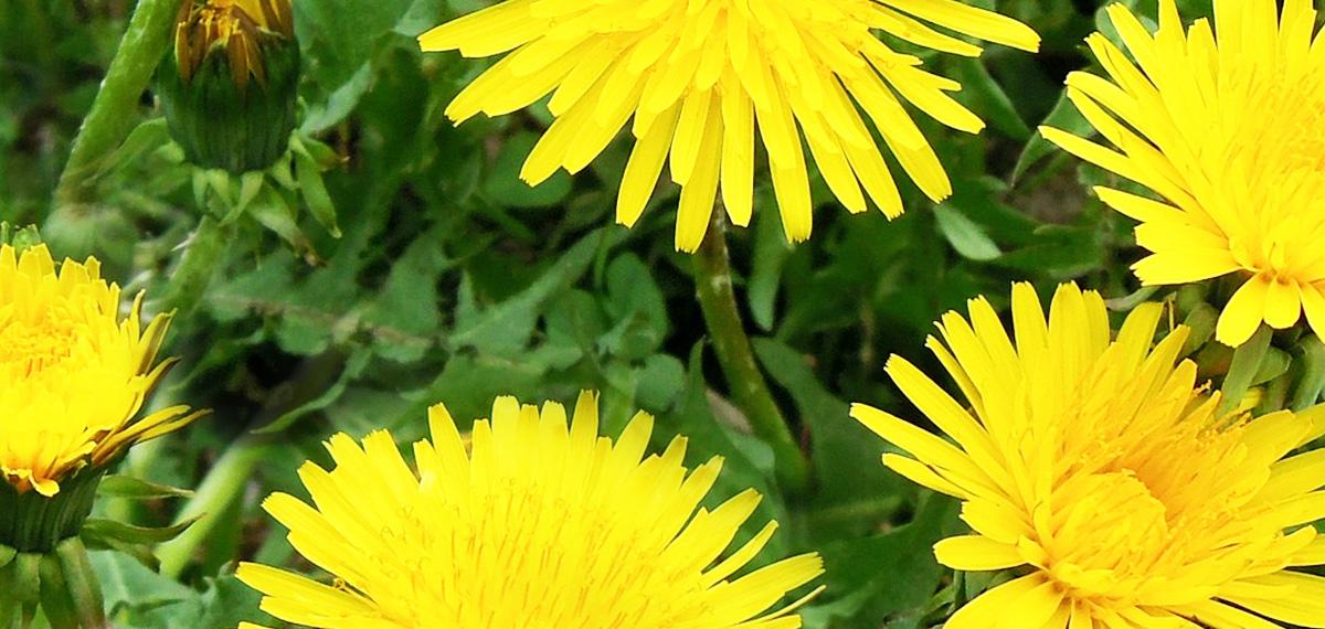 Smarrigt av maskrosor | Panda Planet