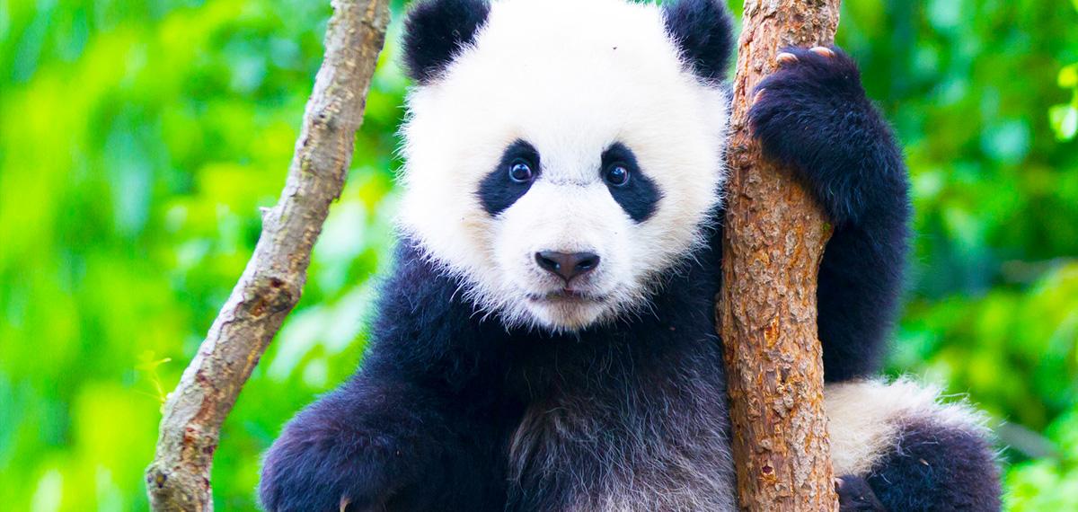 Om Panda Planet och Pandaklubben | Panda Planet