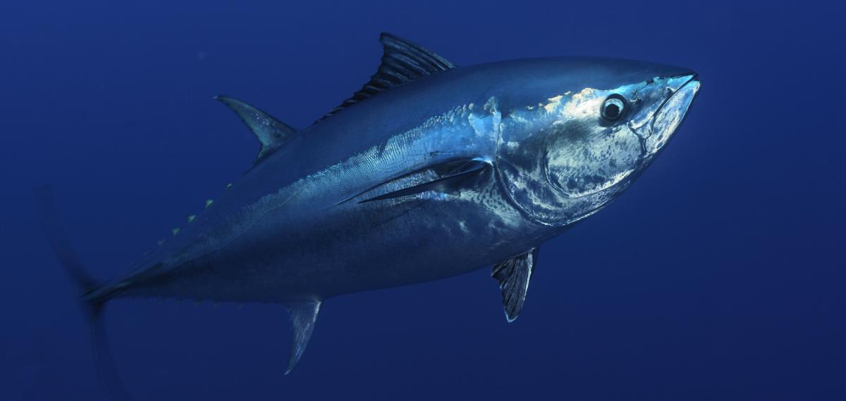 Blåfenad tonfisk | Panda Planet