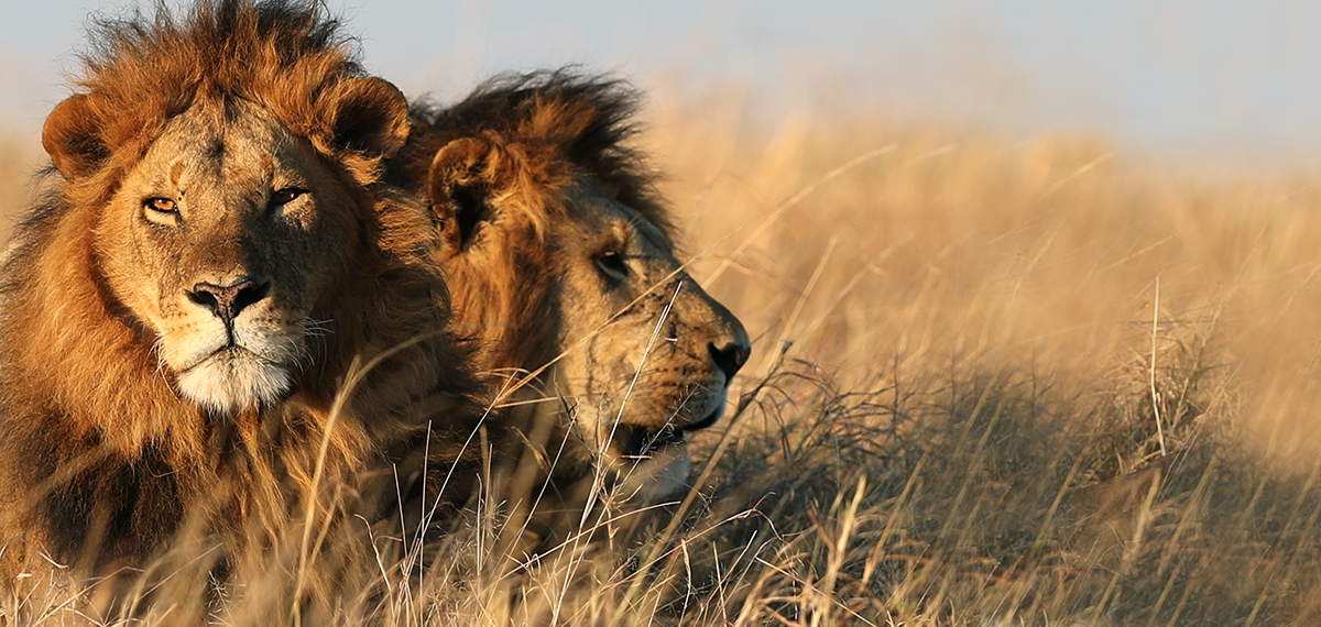 VILDA DJUR I AFRIKA | Panda Planet