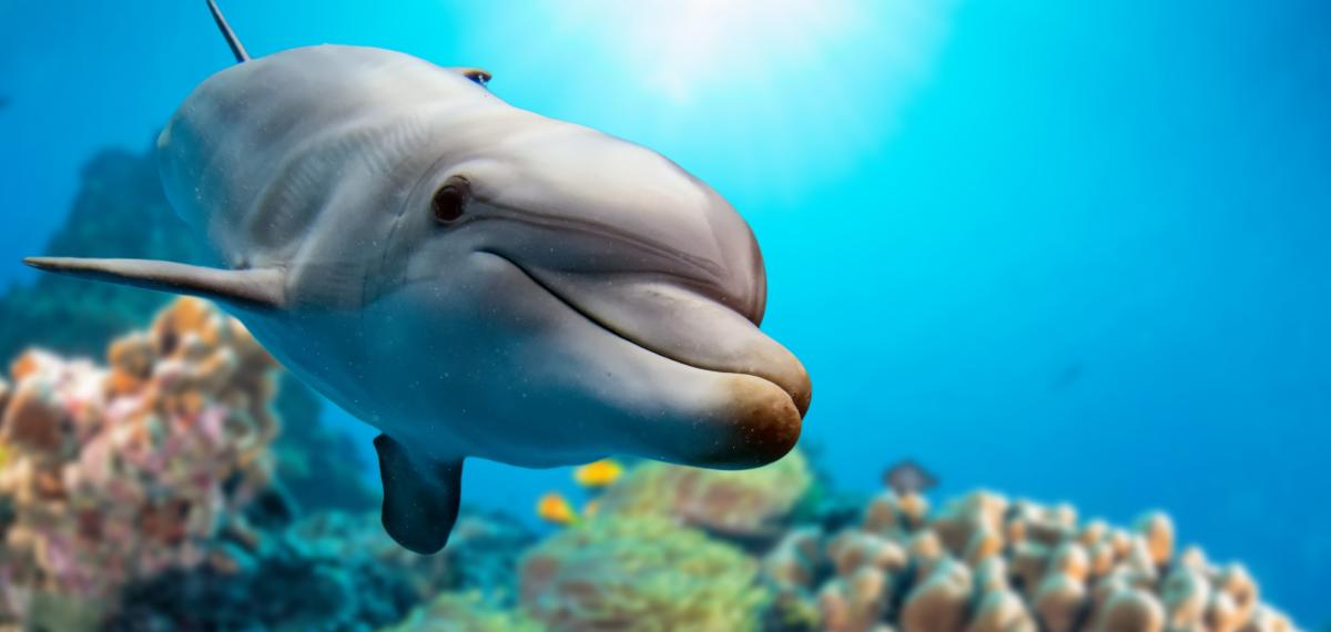 Delfinen - havets busunge | Panda Planet