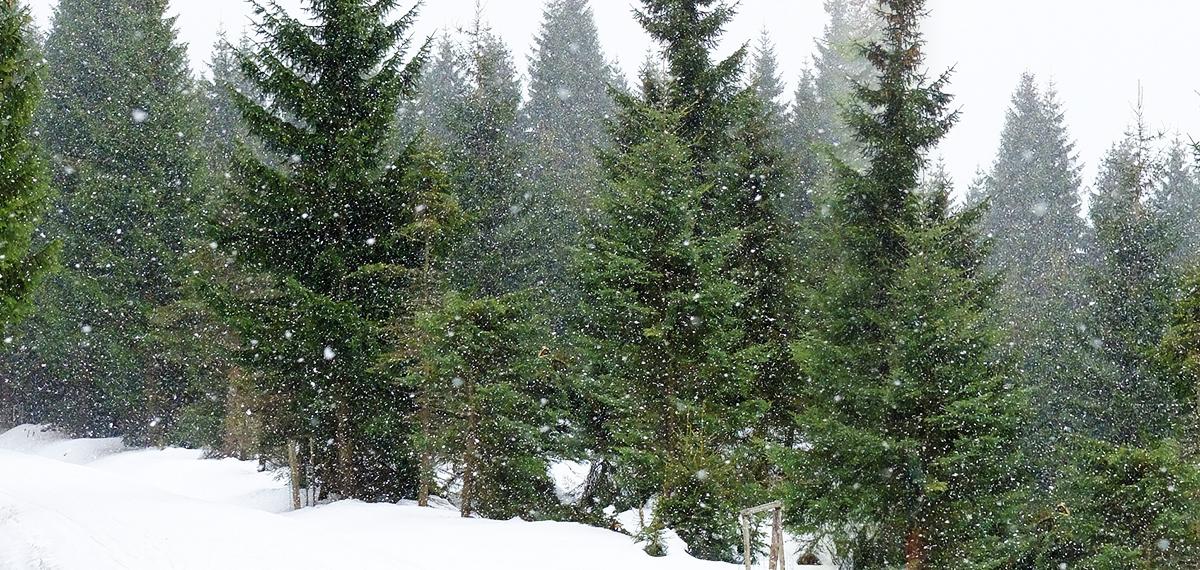 Låt naturen fira jul! | Panda Planet