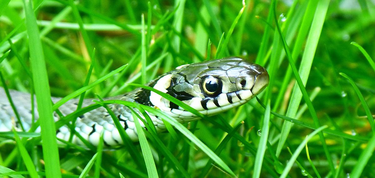 Våra svenska ormar | Panda Planet