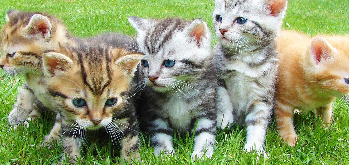 Gulliga djur | Panda Planet