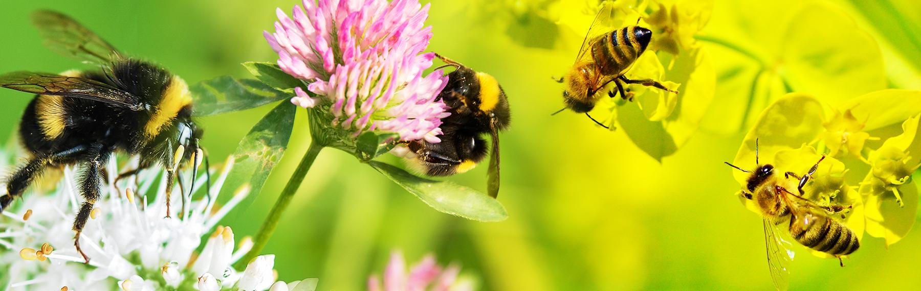 Rädda humlor och bin! | Panda Planet