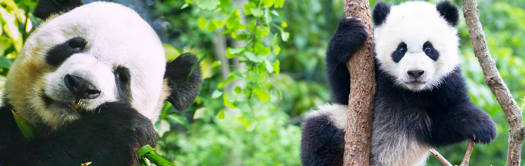 Pandan – den svartvita kändisen från Kina | Panda Planet