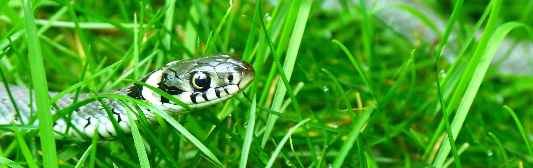 Våra svenska ormar | Panda Planet
