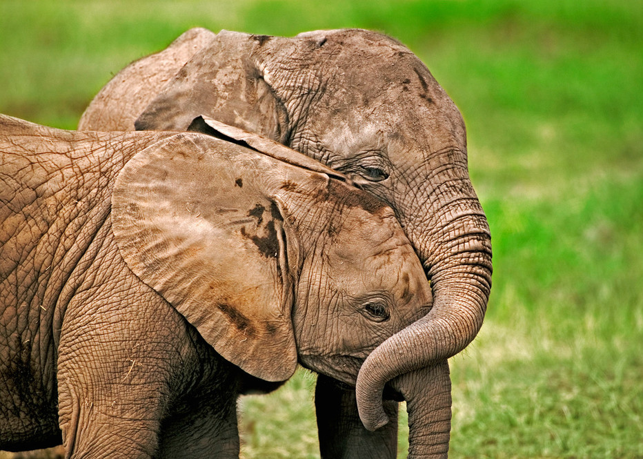 Elefanten - en känslig jätte | Panda Planet