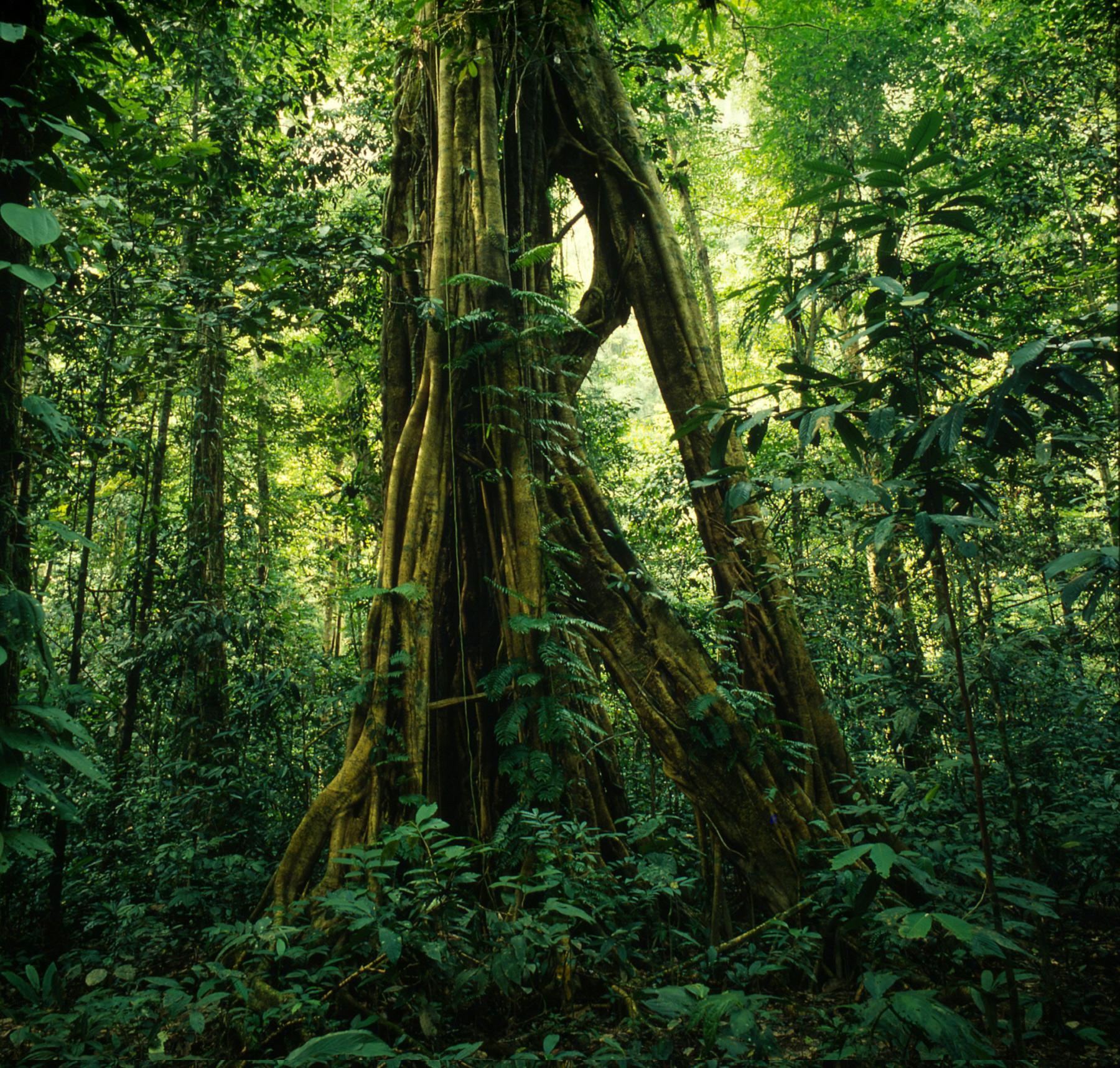 LIVET I REGNSKOGEN | Panda Planet