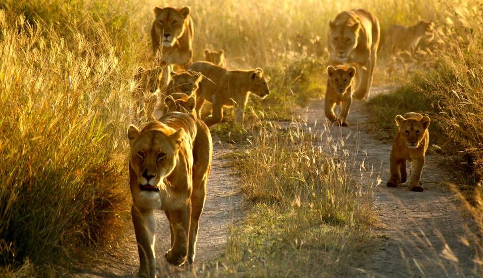 Afrikanskt lejon - savannens härskare | Panda Planet