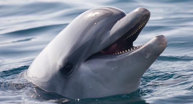 Delfinen - havets busunge | Panda Planet