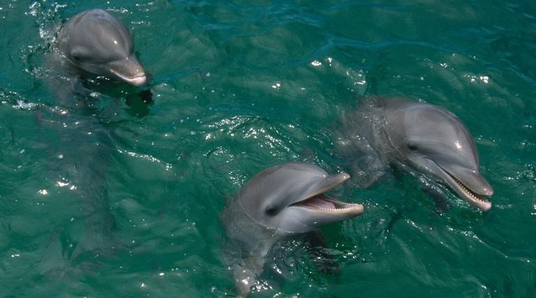 Delfinen - havets busunge | Panda Planet
