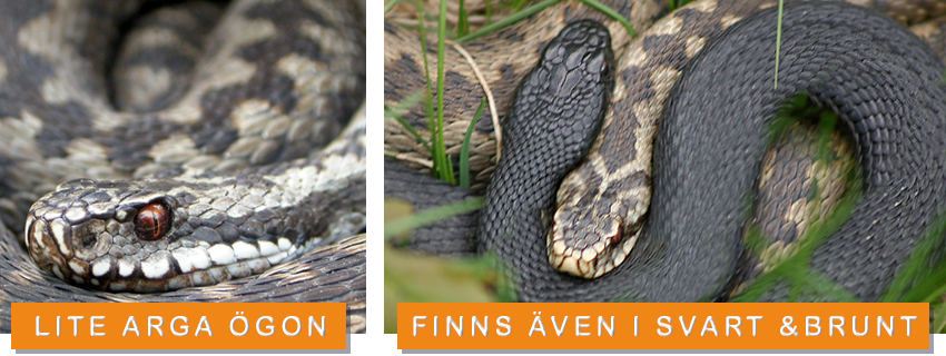 Våra svenska ormar | Panda Planet