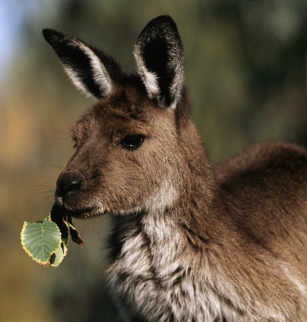 Fråga Panda Planet! | Panda Planet