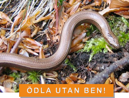 Våra svenska ormar | Panda Planet