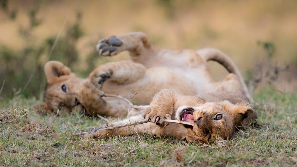 Afrikanskt lejon - savannens härskare | Panda Planet