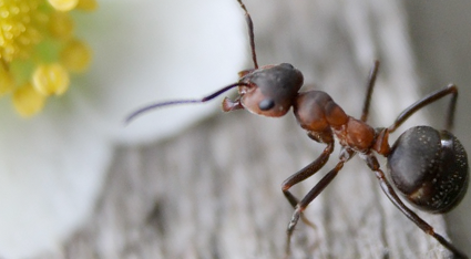 Upptäck naturen | Panda Planet