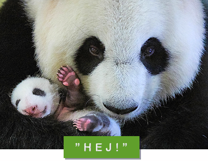 Pandan – den svartvita kändisen från Kina | Panda Planet