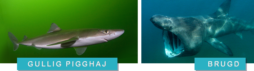 Häftiga hajar! | Panda Planet