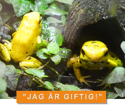 Pilgiftsgrodor | Panda Planet