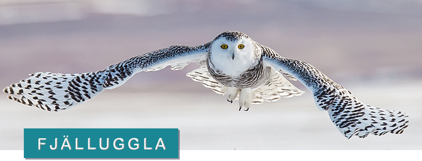 Underliga ugglor! | Panda Planet