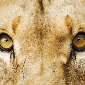 SE ALLA FILMER MED JULIA | Panda Planet